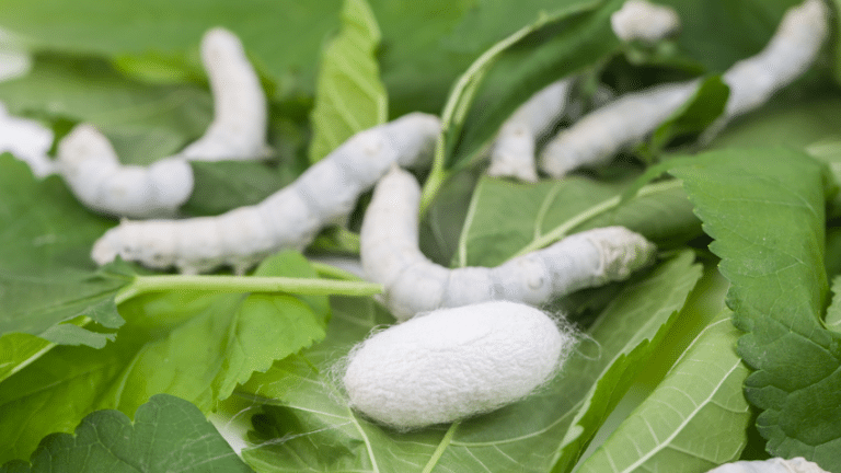 Bio Seide I Alles zu Herstellung, Kleidung & Nachhaltigkeit